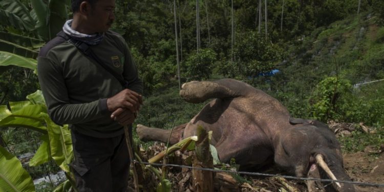 Gajah Hamil Tua Mati di Lahan HTI Riau - Sumatra Inspirasi Indonesia